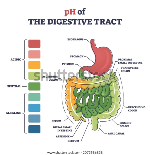 Ph Digestive Tract Acidic Neutral Alkaline Stock Vector (Royalty Free ...