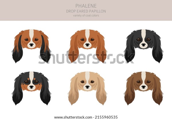 57件の「Drop eared papillon」の画像、写真素材、ベクター画像 | Shutterstock
