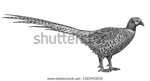 Pheasant Illustration Drawing Engraving Ink Line Stock Vector (Royalty ...