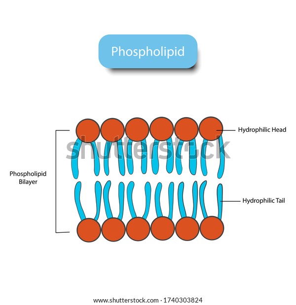 Phospholipid On White Vector Illustration Stock Vector (Royalty Free ...