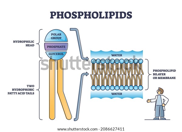 Phospholipid Phosphatides Lipids Head Tail Structure Stock Vector ... Phospholipid Phosphatides Lipids Head Tail Structure Stock Vector ...