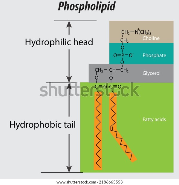 Phospholipid Structure Backbone Vector Labeled Properly Stock Vector ...