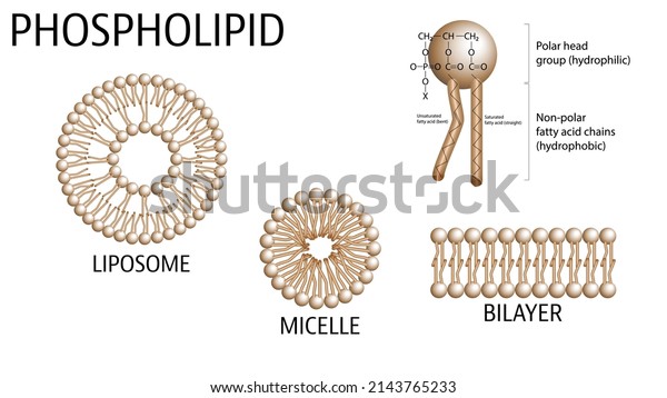 Phospholipid Structure Bilayer Liposome Micelle 库存矢量图（免版税）2143765233 ...