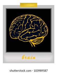 Photo Frame Human Brain Vector Illustration Stock Vector (Royalty Free ...