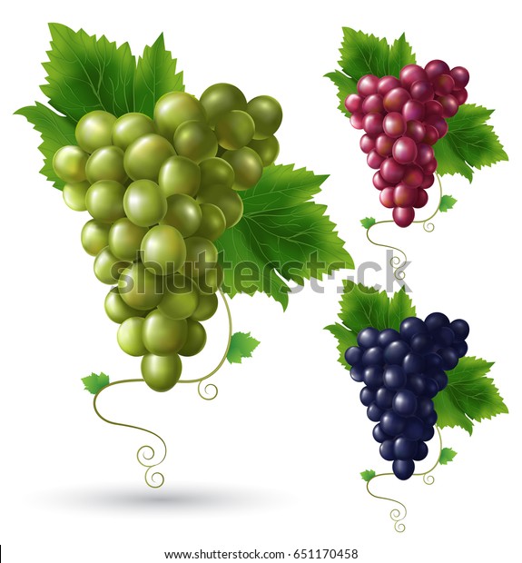 Photo Realistic Grape Set Full Editable Stock Vector (Royalty Free ...