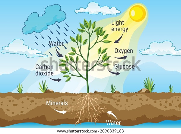 Photosynthesis Process Tree Produce Oxygen Using Stock Vector (Royalty ...