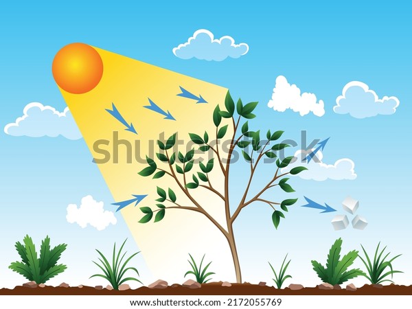 Photosynthesis Process Tree Produce Oxygen Using Stock Vector (Royalty ...