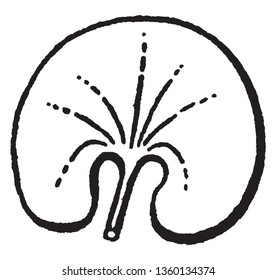 Picture Reniform Leaf Which Shaped Like Stock Vector (Royalty Free ...