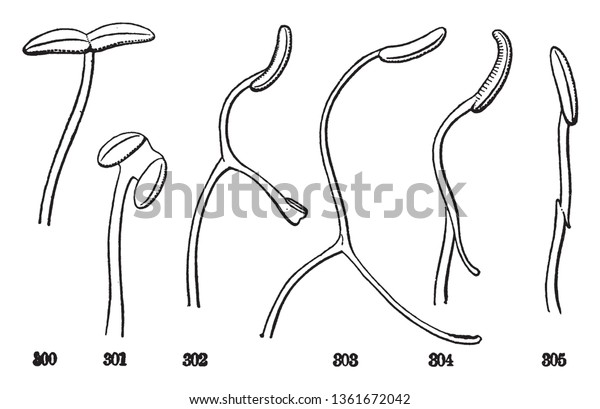 A picture showing the different types of Stamens of the mint family ...