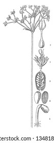 Picture Thats Showing Sharp Flowered Rush 库存矢量图（免版税）1348189361 ...