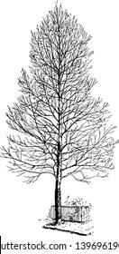 548 Sycamore tree drawing Images, Stock Photos & Vectors | Shutterstock