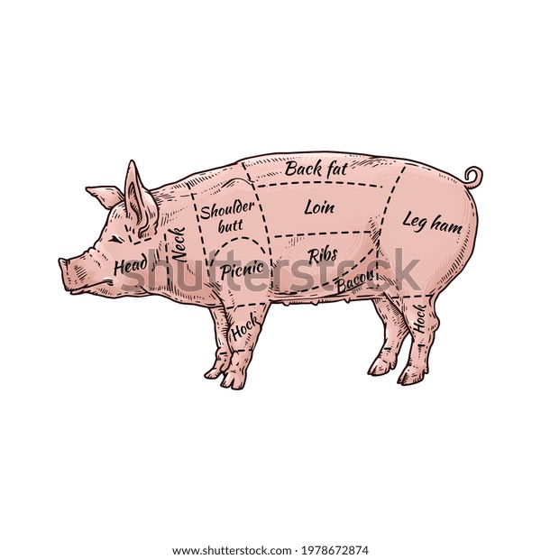 Pig body parts name chart - cartoon farm animal drawing with meat cut ...