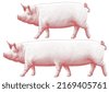22,530 Pig Line Drawing Royalty-Free Images, Stock Photos & Pictures ...