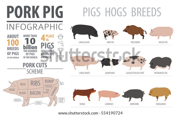 Pig Hog Breed Infographic Template Flat Stock Vector (Royalty Free ...
