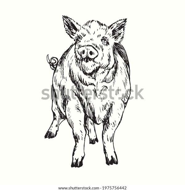 Pig Standing Front View Ink Black Stock Vector (Royalty Free ...