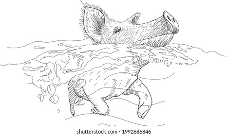 Pig Water Line Drawing Vector Illustration Stock Vector (Royalty Free ...