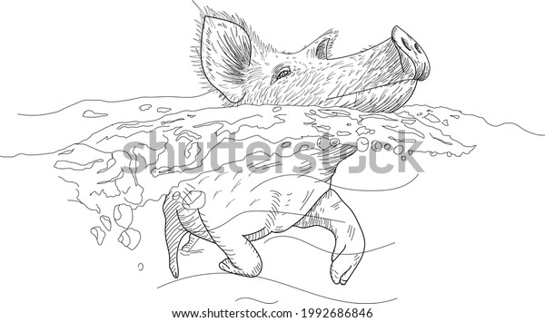Pig Water Line Drawing Vector Illustration Stock Vector (Royalty Free ...