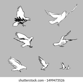 Pigeons White Fly Set Isolated Vector Stock Vector (Royalty Free ...