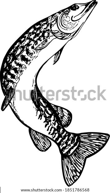 Pike Hand Drawn Sketch Engraved Style Stock Vector (Royalty Free ...