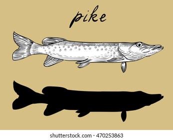 Pike Hand Drawn Sketch Vector Illustration Stock Vector (Royalty Free ...
