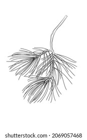 Pine Branch Line Drawing Black White Stock Vector (Royalty Free ...