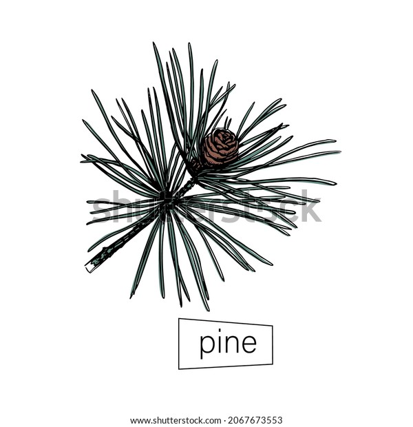 Pine Sketch Hand Drawn Style On Stock Vector (Royalty Free) 2067673553 ...
