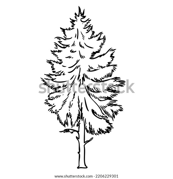 Pine Sketch Isolated On White Backgroundvector Stock Vector (Royalty ...