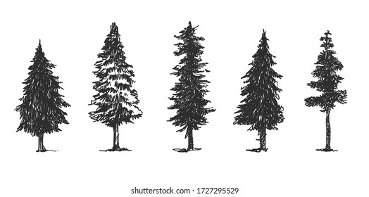 1,462 Lodgepole pine Images, Stock Photos & Vectors | Shutterstock