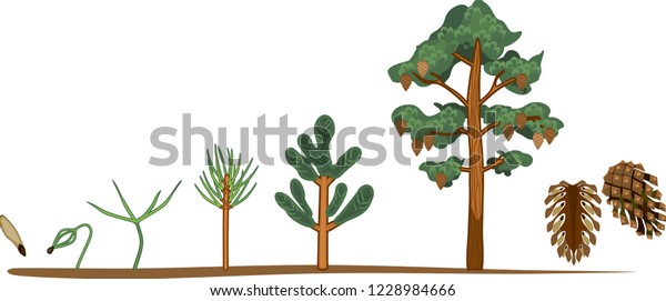 Pine Tree Life Cycle Stages Growth Stock Vector (Royalty Free ...