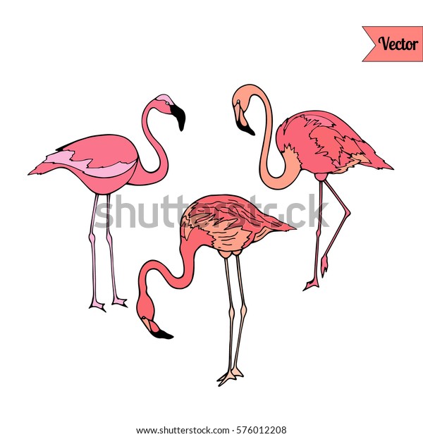 Pink Flamingo Vector Isolated On White 스톡 벡터(로열티 프리) 576012208 | Shutterstock