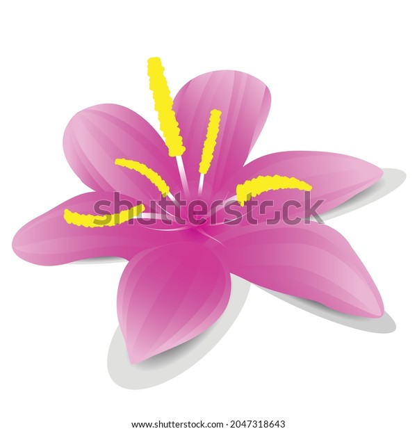 Pink Flower Shadow On White Background Stock Vector (Royalty Free ...