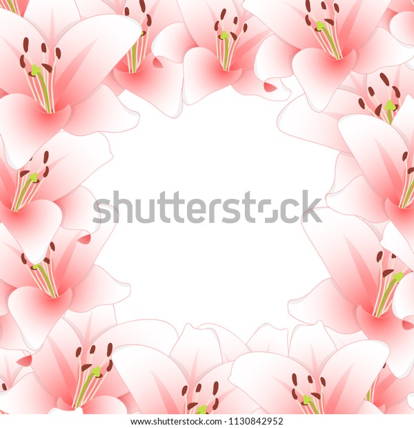 Pink Lily Flower Border Isolated On Stock Vector (Royalty Free ...