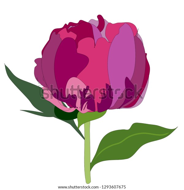 Pink Peony Graphics Vector Isolated On Stock Vector (Royalty Free ...