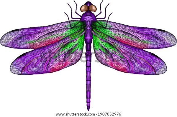 Pink Purple Dragonfly Delicate Wings Vector Stock Vector (Royalty Free ...