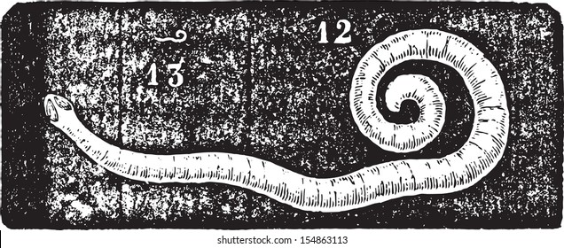 1,098 Pinworm Images, Stock Photos & Vectors | Shutterstock