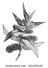 100 Cubeb tailed pepper Images, Stock Photos & Vectors | Shutterstock