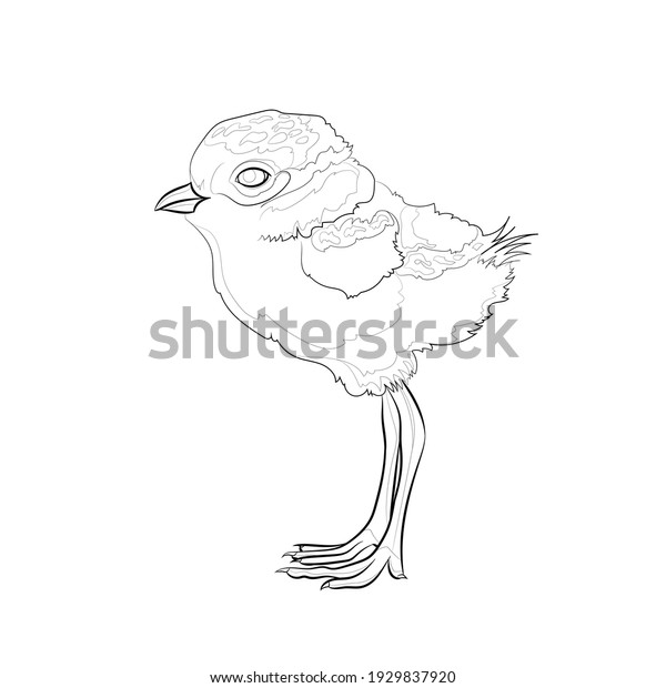 Piping Plover Chick Line Drawing Black Stock Vector (Royalty Free ...