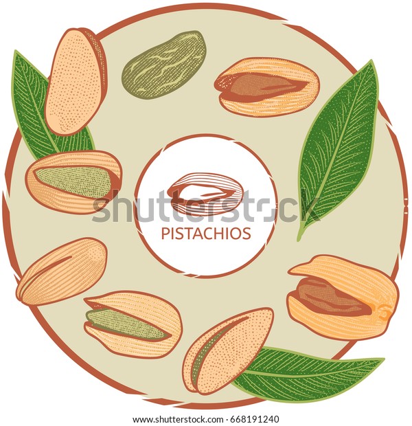 Pistachio Label Vector Color Engraved Illustration Stock Vector ...