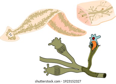 Planaria Excretory System Protonephridia Isolated On Stock Vector ...