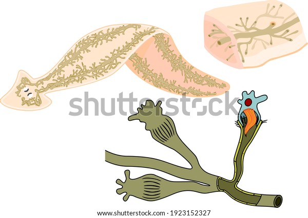 Planaria Excretory System Protonephridia Isolated On Stock Vector ...
