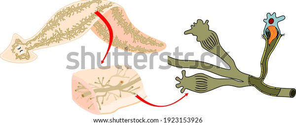 Planaria Excretory System Protonephridia Isolated On 库存矢量图（免版税 ...