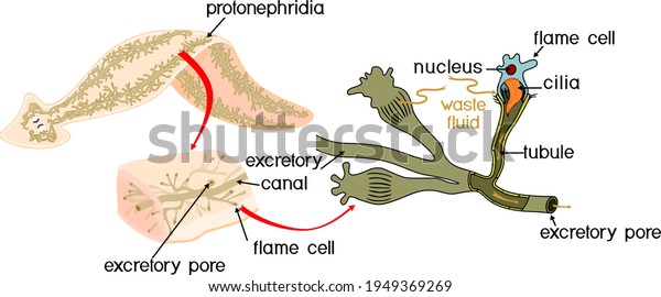 Planaria Excretory System Protonephridia Isolated On Stock Vector ...