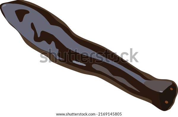 Planaria Flatworm Isolated On White Background: เวกเตอร์สต็อก (ปลอดค่า ...