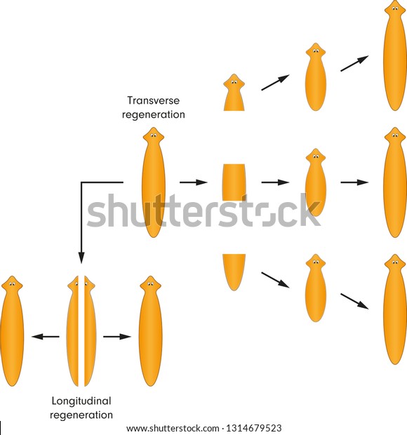 Planaria Regeneration Event Stock Vector (Royalty Free) 1314679523