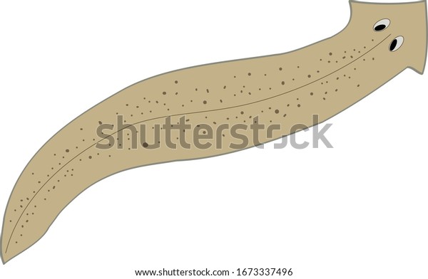 Planarian Flatworm Class Turbellaria Stock Vector (Royalty Free) 1673337496