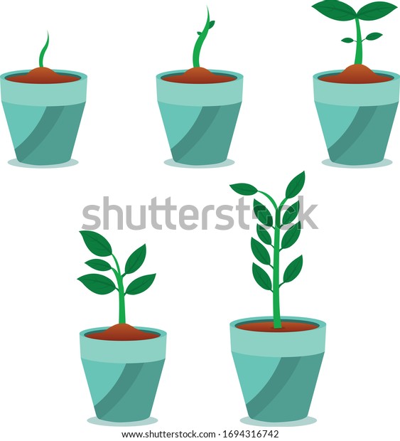 Plant Basic Life Cycle Illustration Design Stock Vector (Royalty Free ...