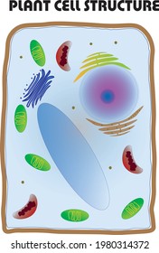 Plant Cell Structure Organelles Without Label Stock Vector (Royalty ...