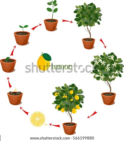 Immagine vettoriale a tema Plant Growing Seed Lemon Tree Life (royalty ...