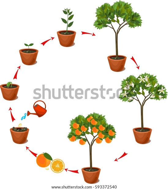 Plant growing from seed to orange tree. Life cycle plant