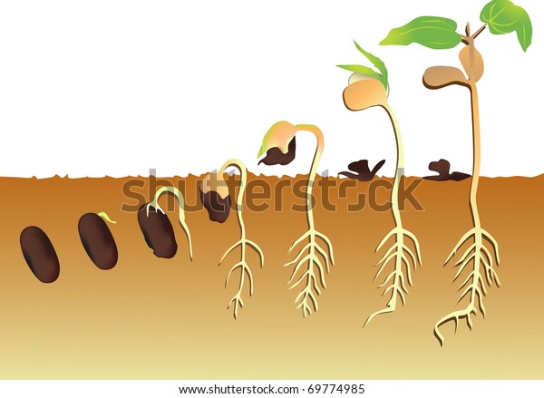 Plant Growing Vector Illustration Stock Vector (Royalty Free) 69774985